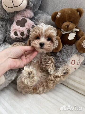 Мальтипу ф1 роскошная девочка меллер Биколор