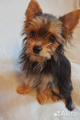 Мальчик для любвы