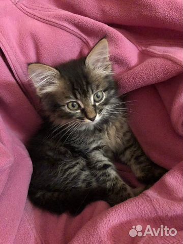 Котенок в добрые руки