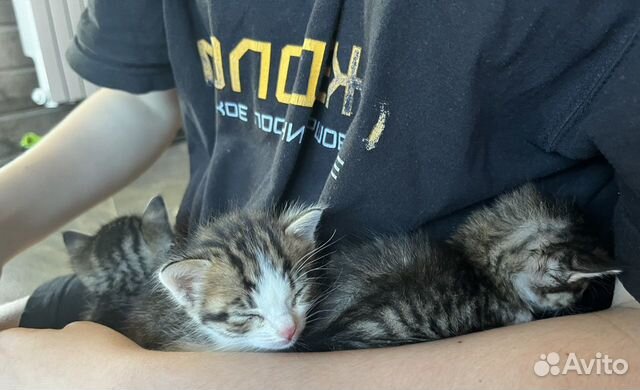 Отдам милейших котяток в добрые руки