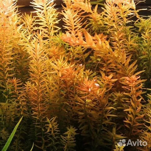 Отдам роталу индика после прополки