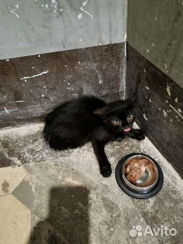 Маленький котеночек