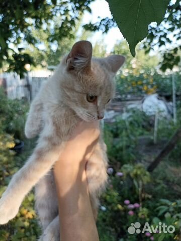 Котёнок