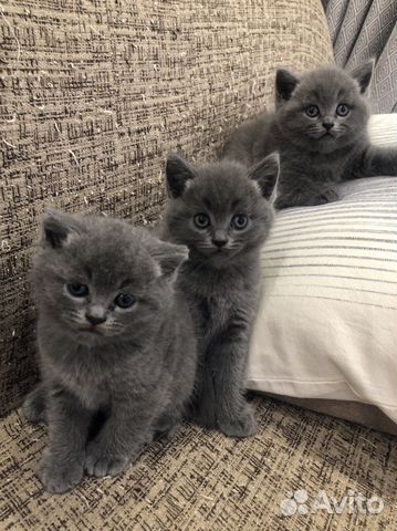 Британские котята