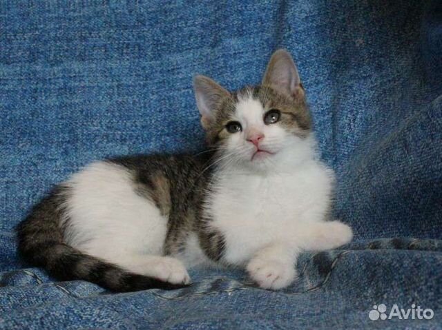 Месячные котята мальчики ищут дом