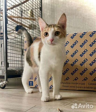 Малышка Тришка ищет доброе сердце., 8 месяцев