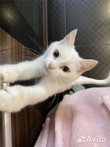 Кошка турецкая ангора помесь с обычной