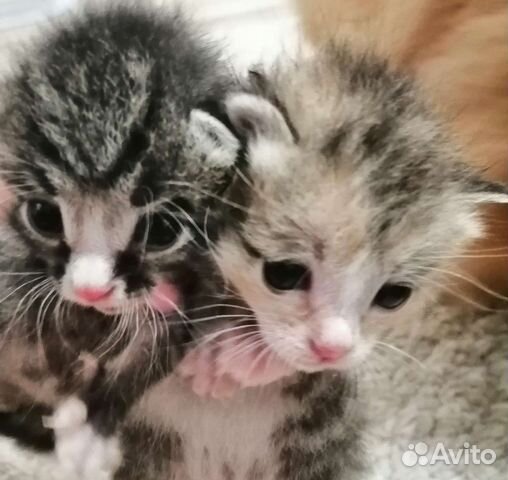 Кошка в дар бесплатно