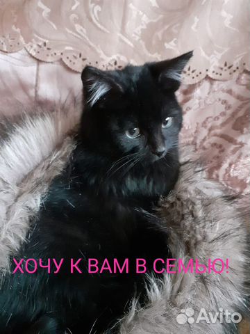 Котёнок симочка, 2 мес., черного окраса