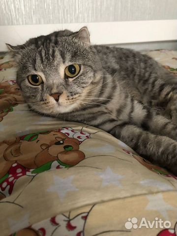 Британская кошка