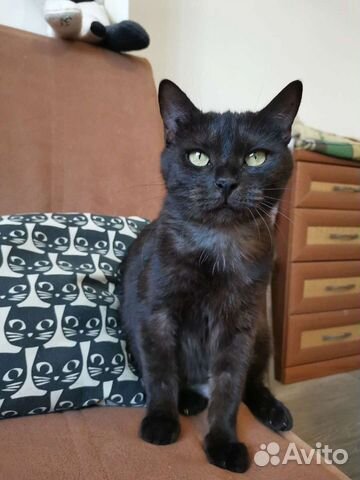 Кошка в дар