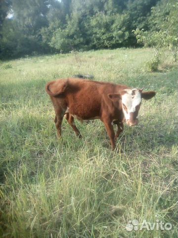 Бычок 6-месячный