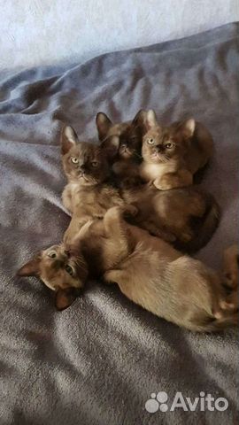 Бурманские котята