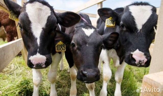Продаём быков на мясо