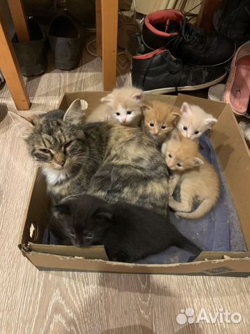 Котятки в добрые руки