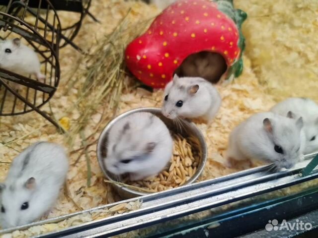 Хомяк джунгарский ручной, разные окрасы