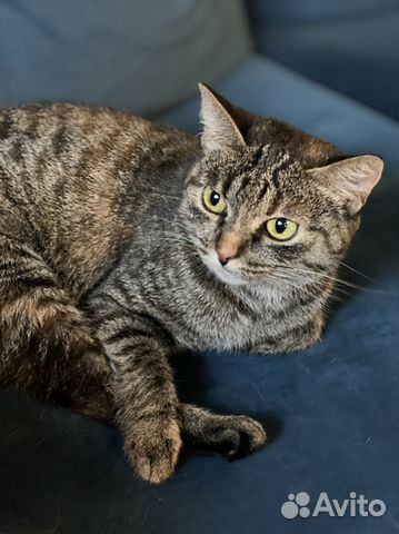 Кошка в добрые руки