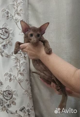 Кошечка с документами