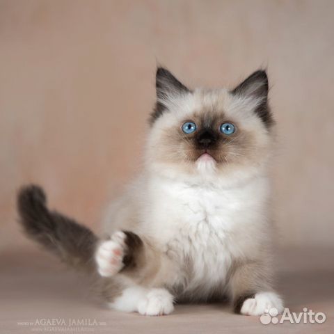 Кошка рэгдолл шоу-класс