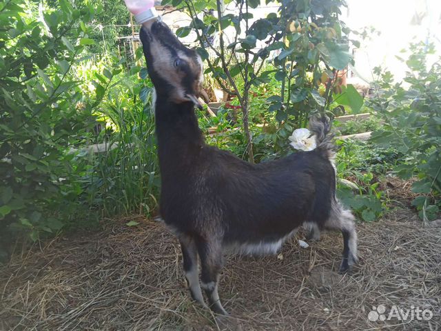 Козел ламанча