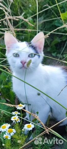 Котик 10мес