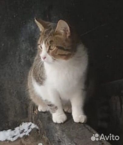 Бегает за бабулей ласковый,умный котик