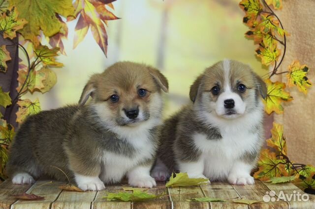 Вельш корги пемброк рыжие малыши