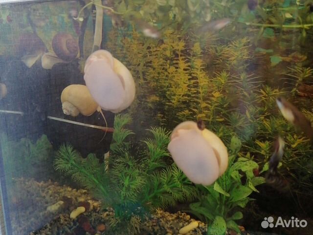 Улитки аквариумные