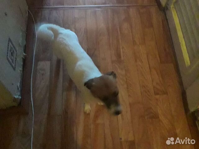 Джек Рассел терьер бесплатно