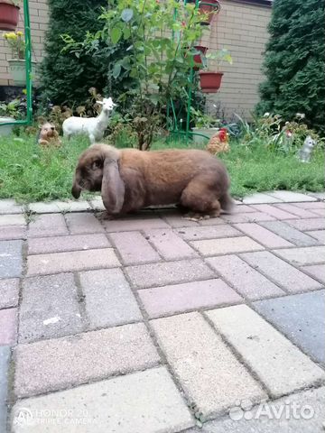 Кролики породы французский баран