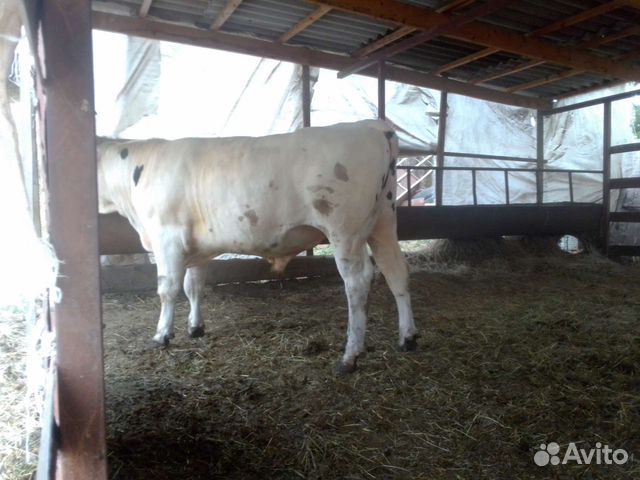 Быки на мясо