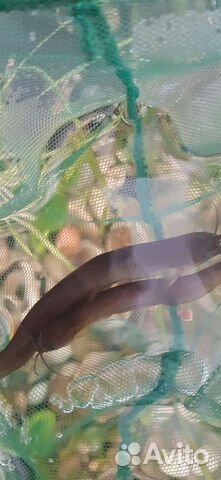 Мешкожаберный сом