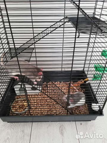 Крысы отдам бесплатно