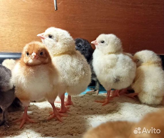 Цыплята домашние