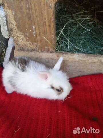 Декоративные кролики