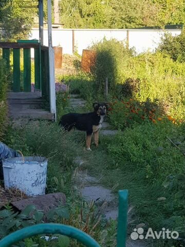 Собака в добрые руки щенок