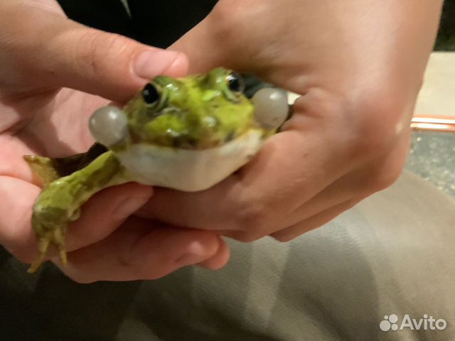 Продаю лягушки купил в магазине есть террариум