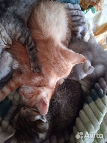 Кошка