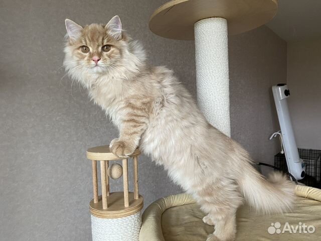 Сибирские котики красных окрасов