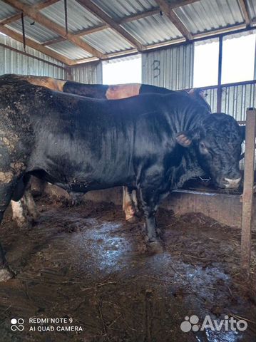 Бык Абердин