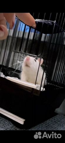 Продам крысу,мальчик