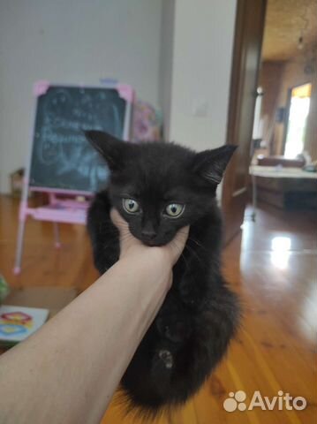 Котёнок (девочка) в добрые руки