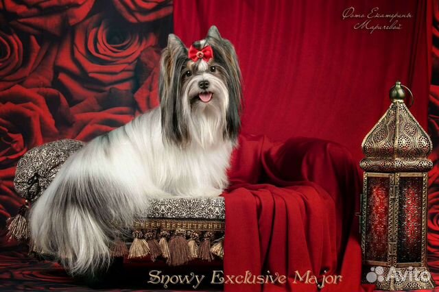 Бивер вязка