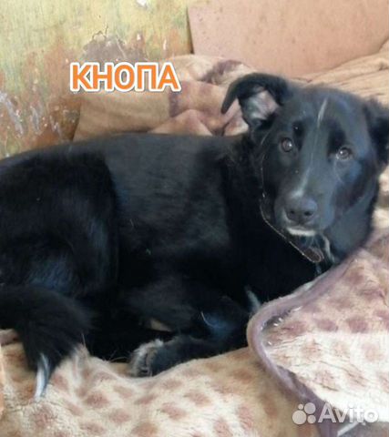 Собака из приюта в добрые руки