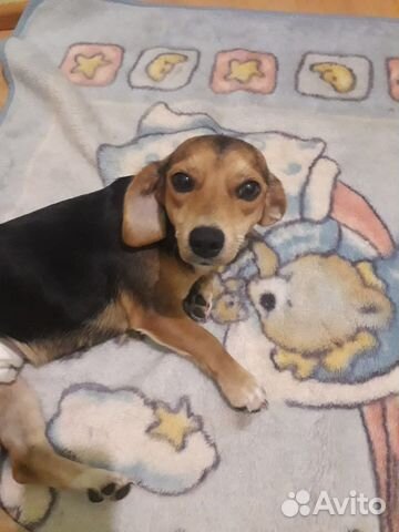 Такса бесплатно