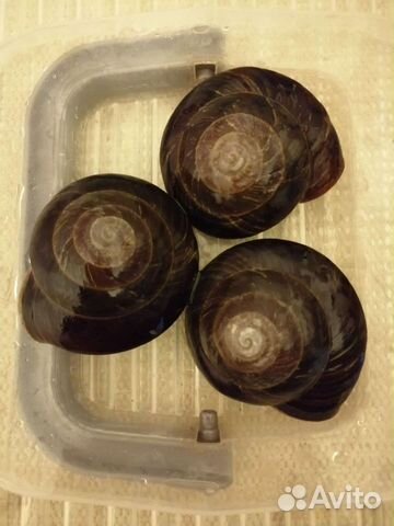 Караколусы экселленс и караколусы сагемон