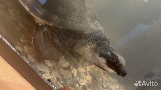 Свинорылая черепаха