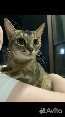 Абиссинская