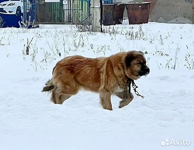 Кавказская овчарка 2 года