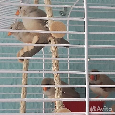 Амадины 2.5 месяца. 1 мальчик 3 девочки
